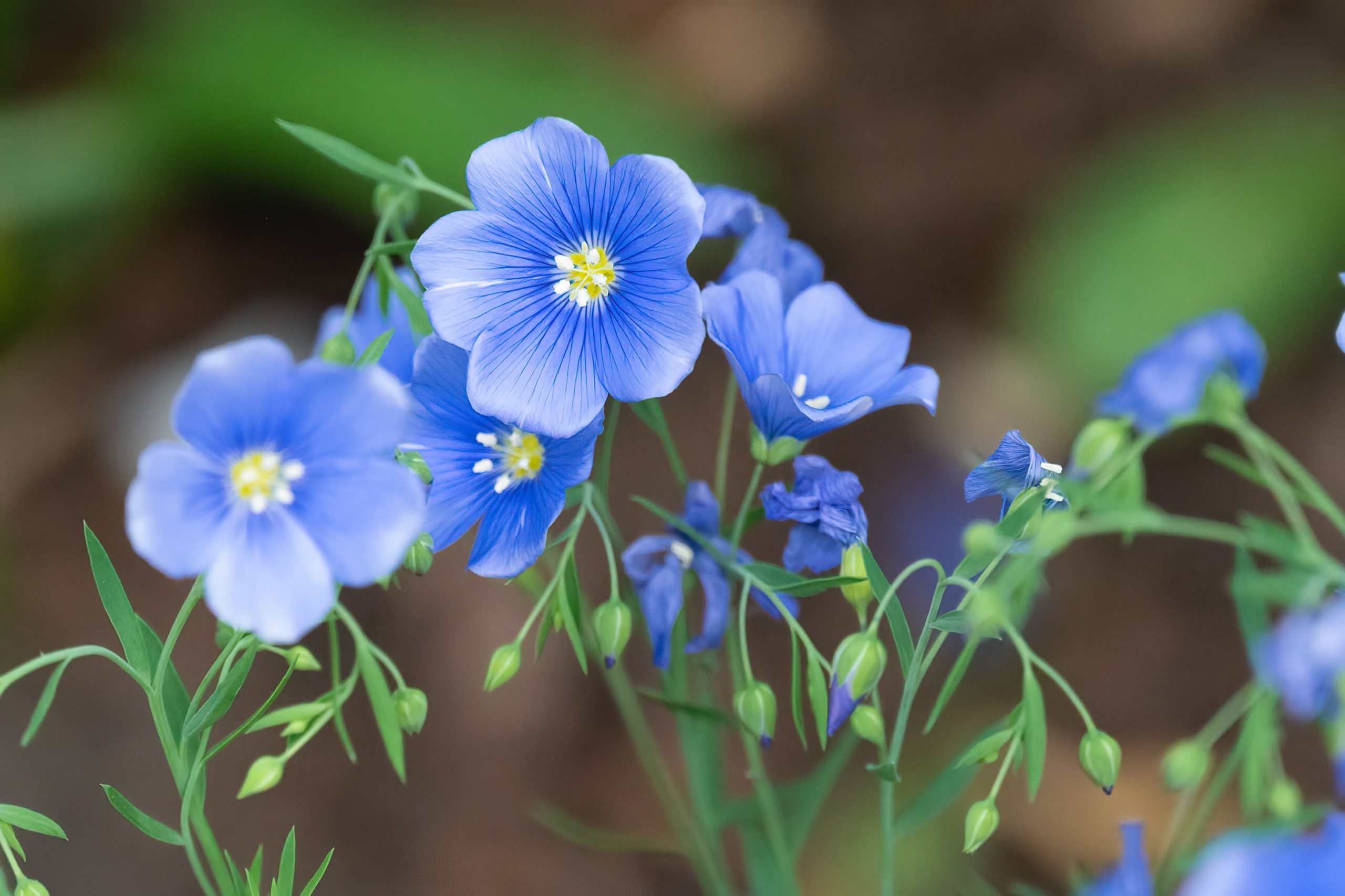 What Is Flax? - King West Chiropractic